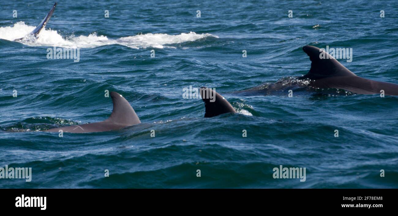 Dolphin and gray whale fins Stock Photo - Alamy