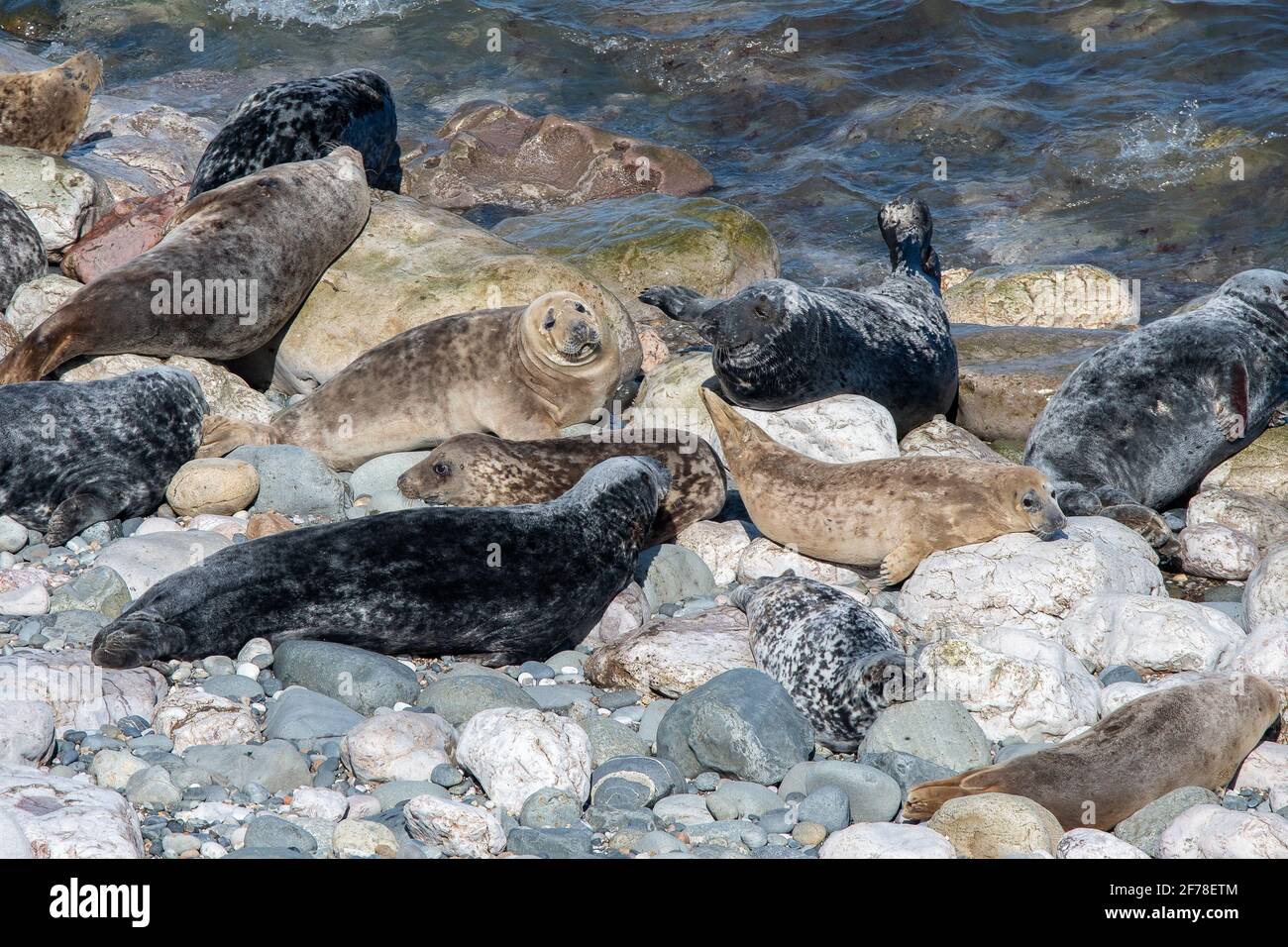 Grey and Common seals enjoying the sun at Angel Bay in North Wales ...