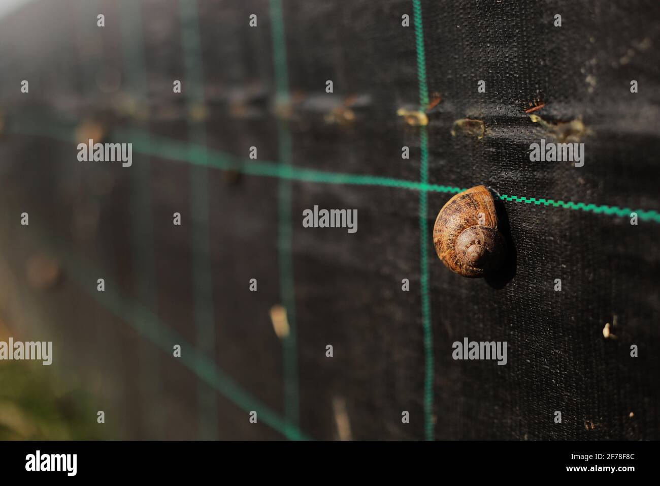 Snail farm. Industrial cultivation of edible mollusks of the species ...