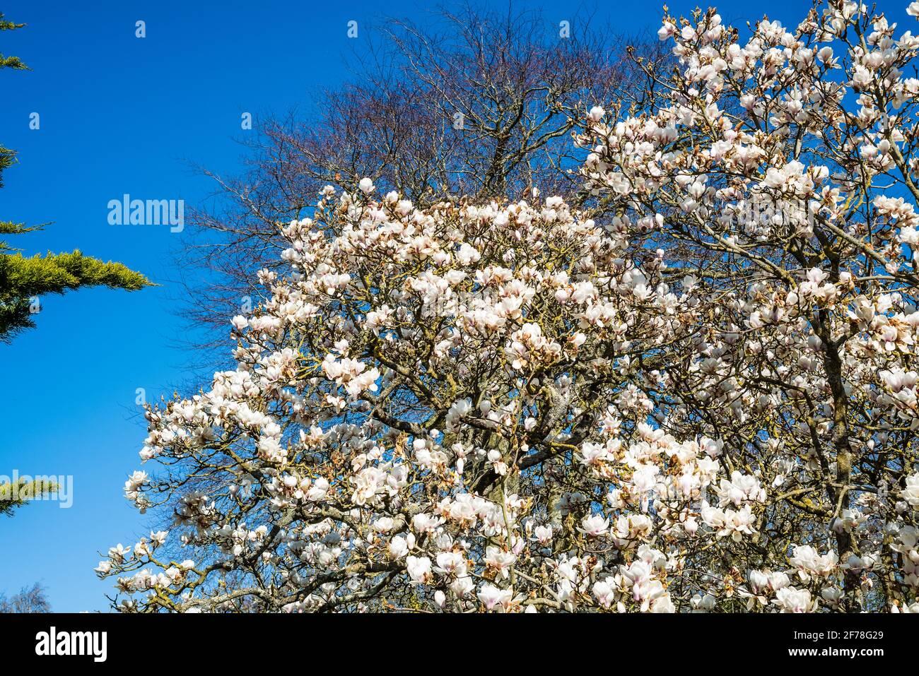 Ancient Magnolia Tree growing in a Country Garden Stock Photo - Alamy