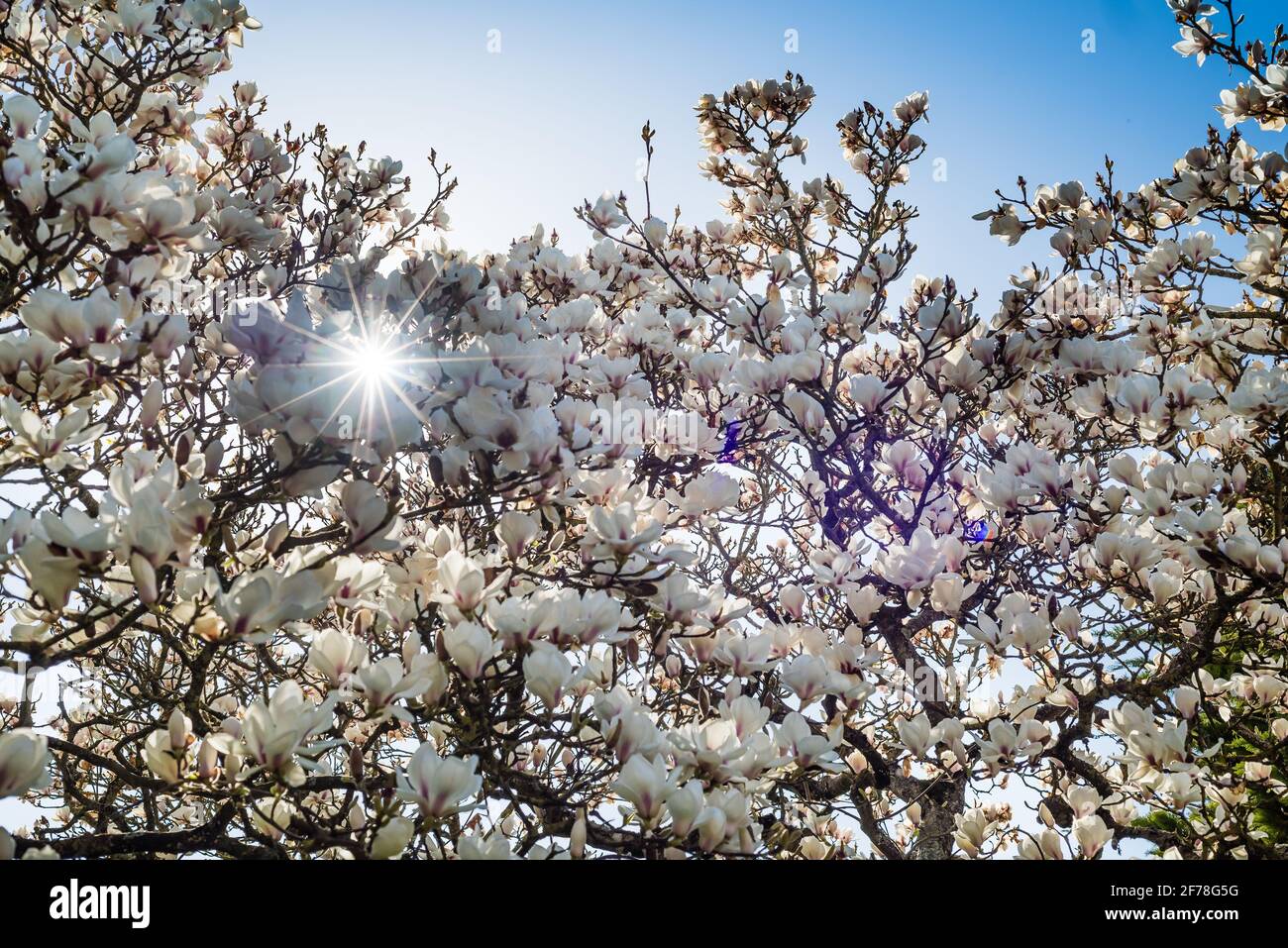 Magnolia tree april in england hi-res stock photography and images - Alamy