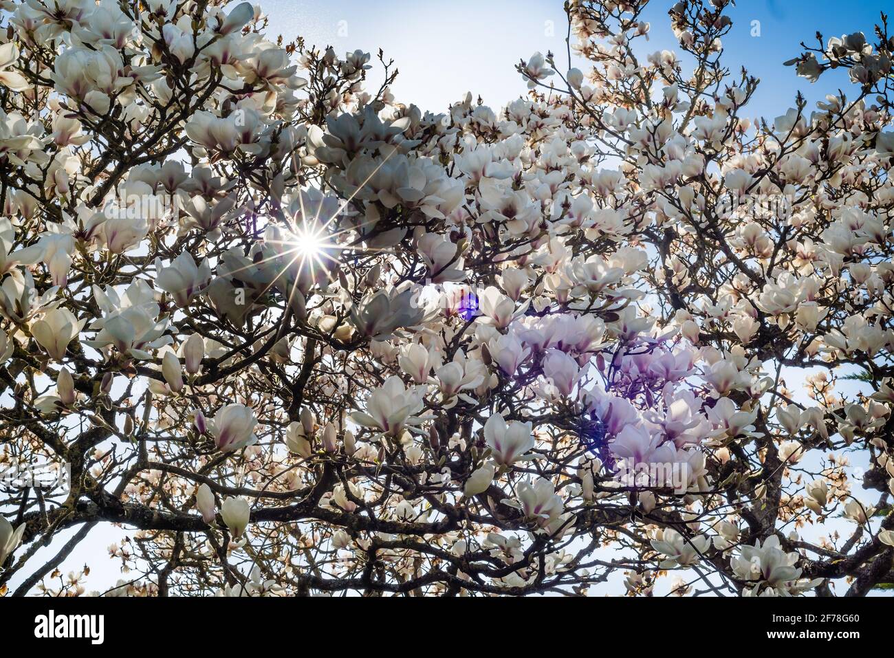 Magnolia in sun hi-res stock photography and images - Alamy