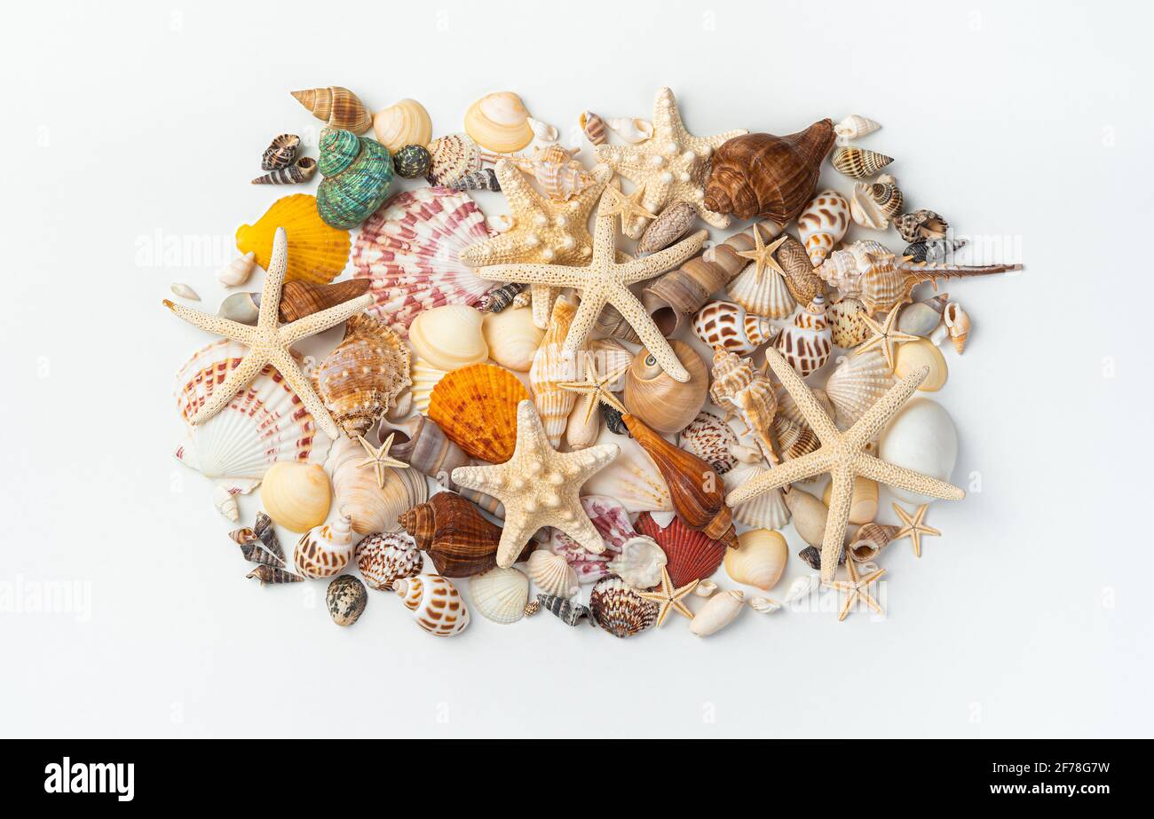 A set of different beautiful starfish, shells and clams on a white ...