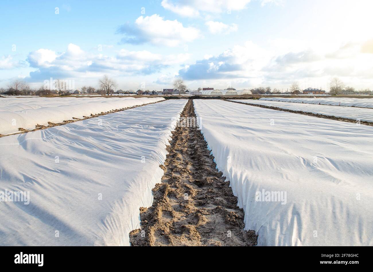 A farm field covered with a white spunbond spunlaid nonwoven fiber to ...