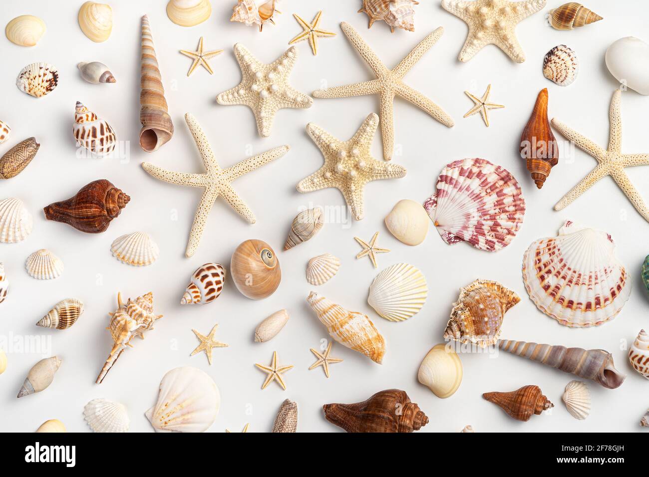Sea background with a variety of shells, clams and starfish on a light ...