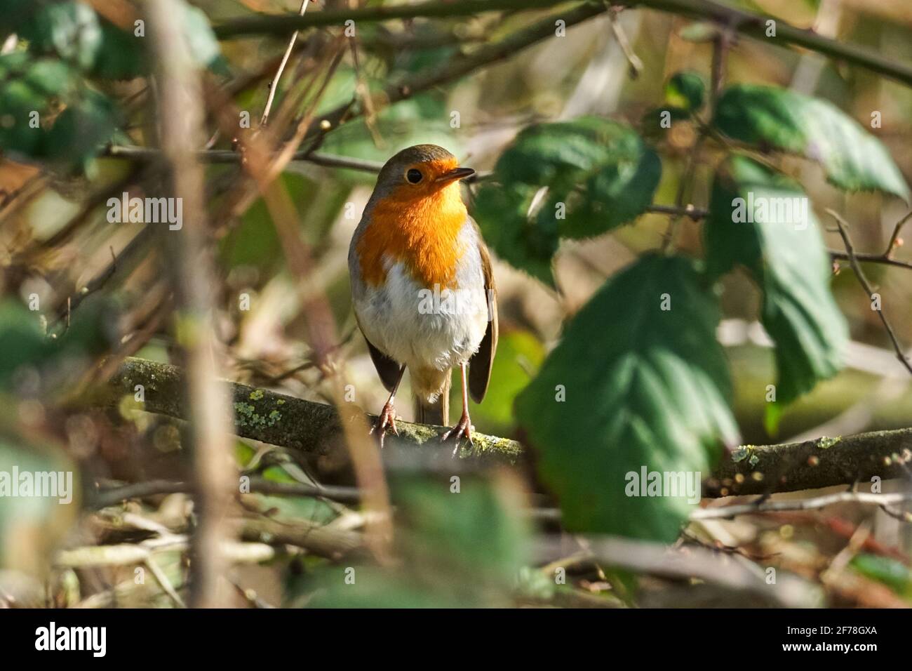 Garden robin tree hi-res stock photography and images - Alamy