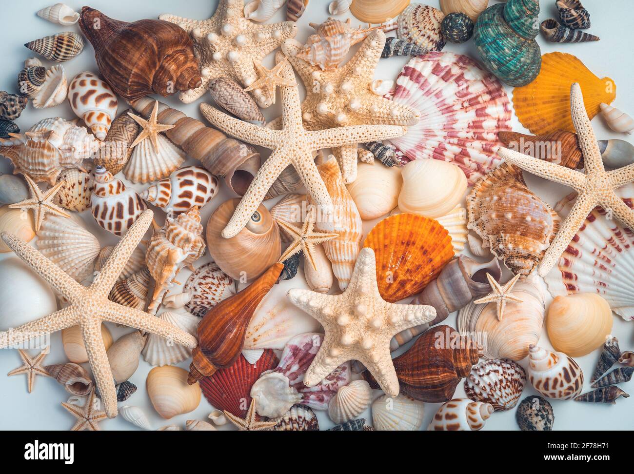 A pile of different shells and starfish mixed on a light background ...