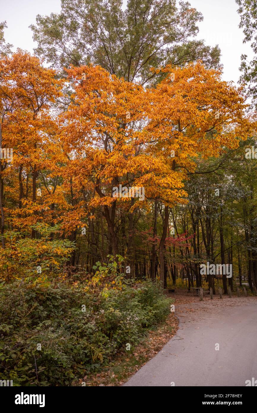 Bright Orange Tree Coveres Campsite in Indiana Dunes National Park ...
