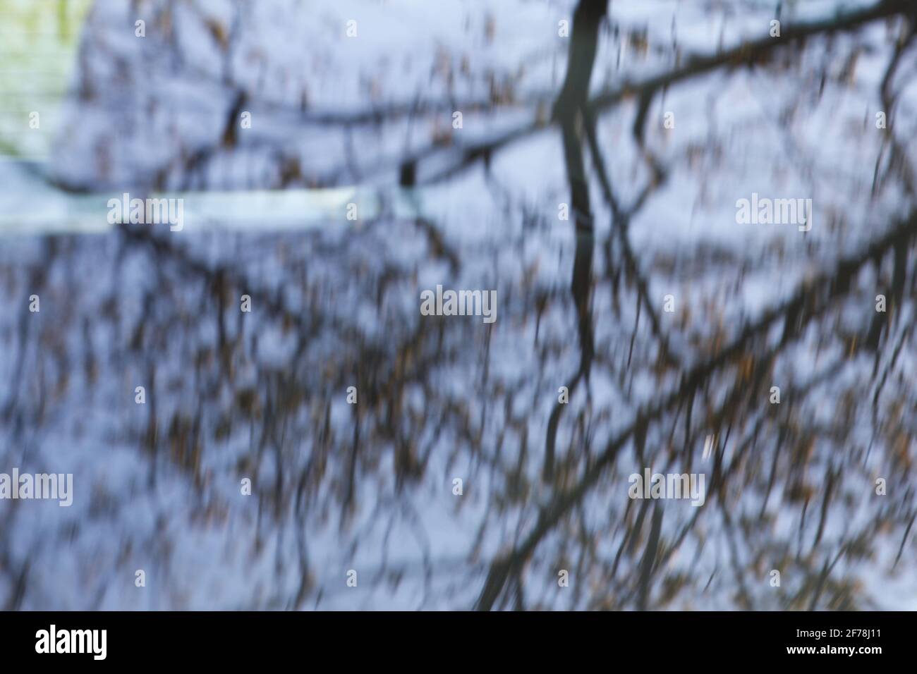 Reflection of Tree on Windshield Stock Photo - Alamy