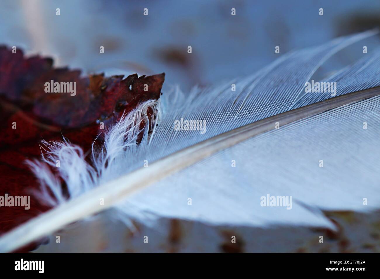 Feather keel hi-res stock photography and images - Alamy
