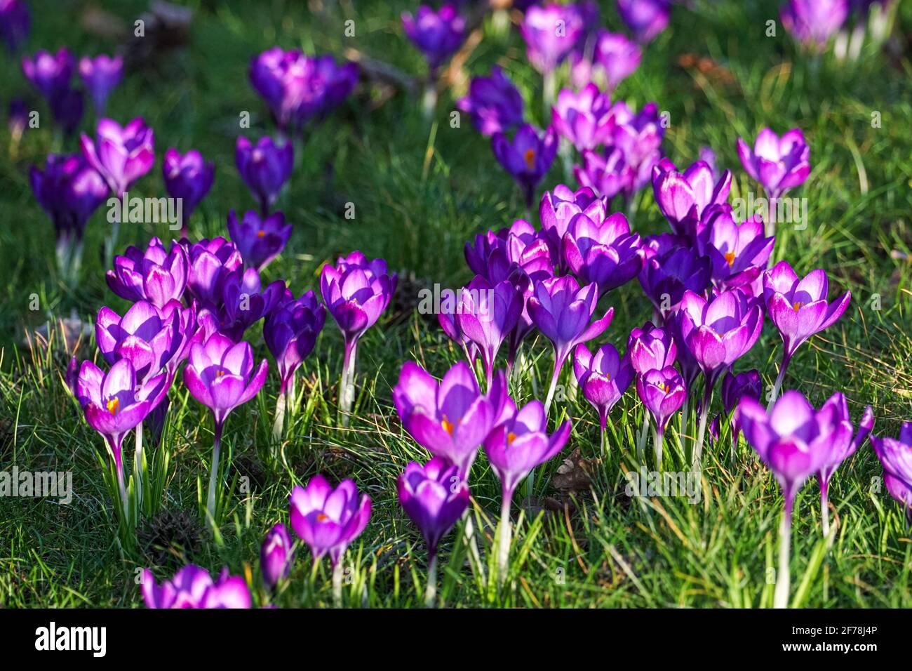 Blue crocus hi-res stock photography and images - Alamy