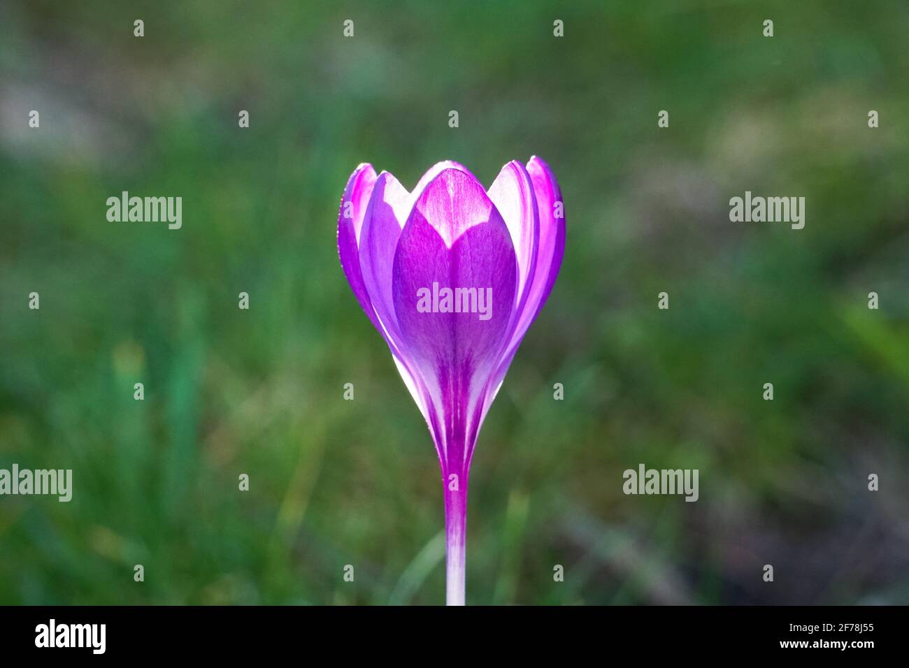 Blue crocus hi-res stock photography and images - Alamy