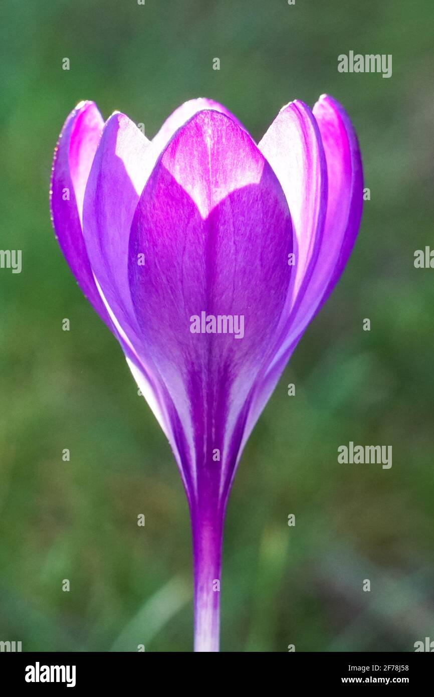Single petal flower hi-res stock photography and images - Alamy