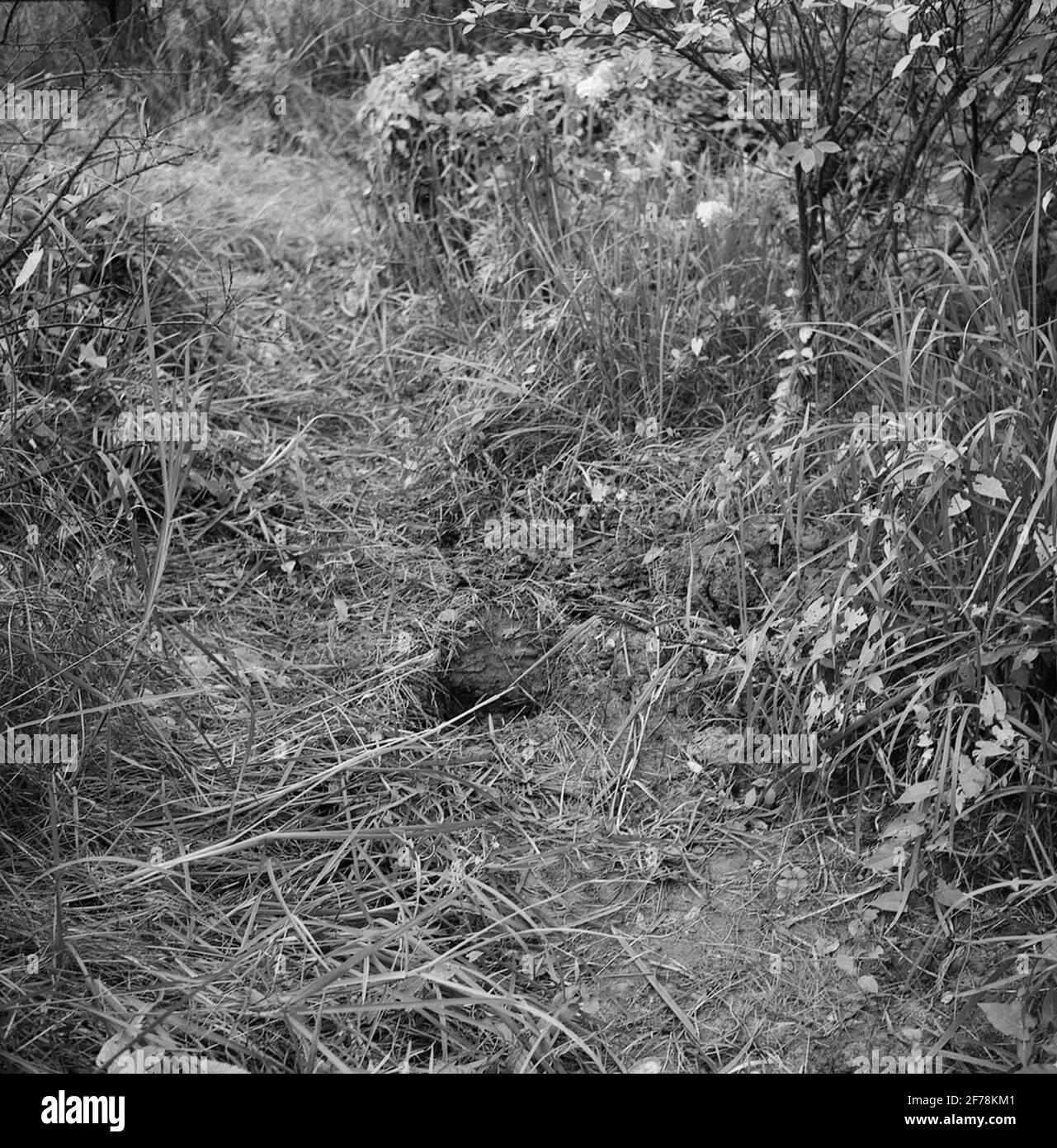 Sustainable plant design Black and White Stock Photos & Images - Alamy