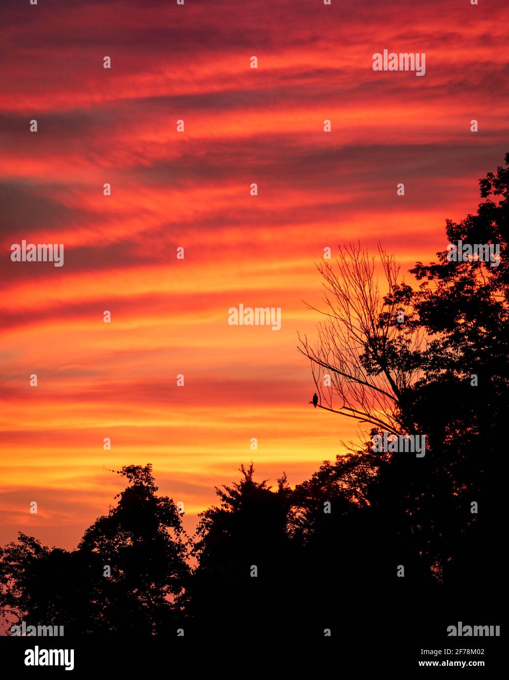 The silhouette of the SS Accomac of the Ghost Fleet of Mallows Bay in ...
