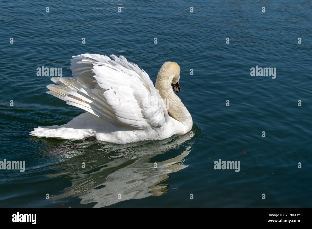 Mute swan on the River Thames at Lechlade, England Stock Photo - Alamy