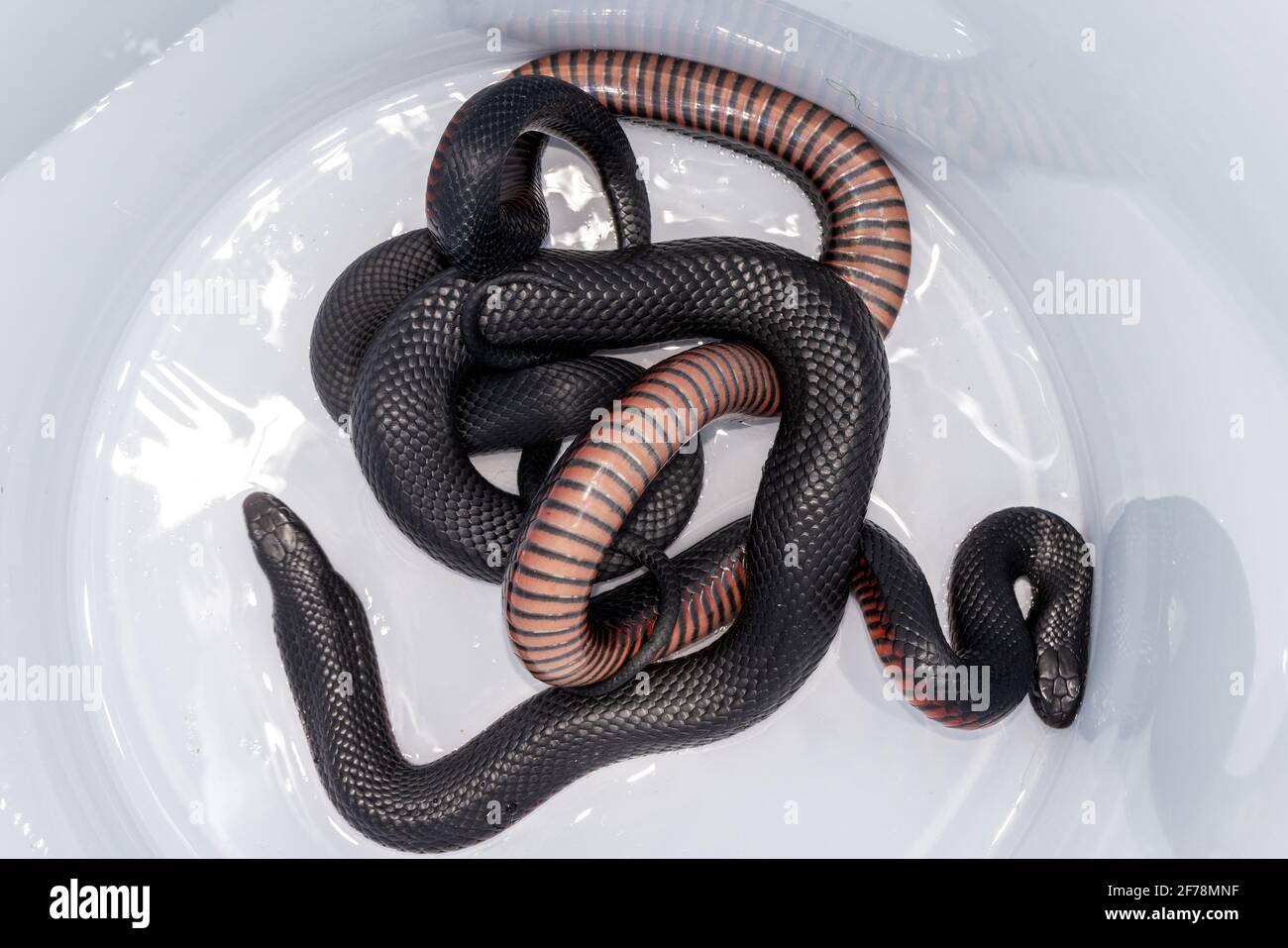 Bucket snakes hi-res stock photography and images - Alamy