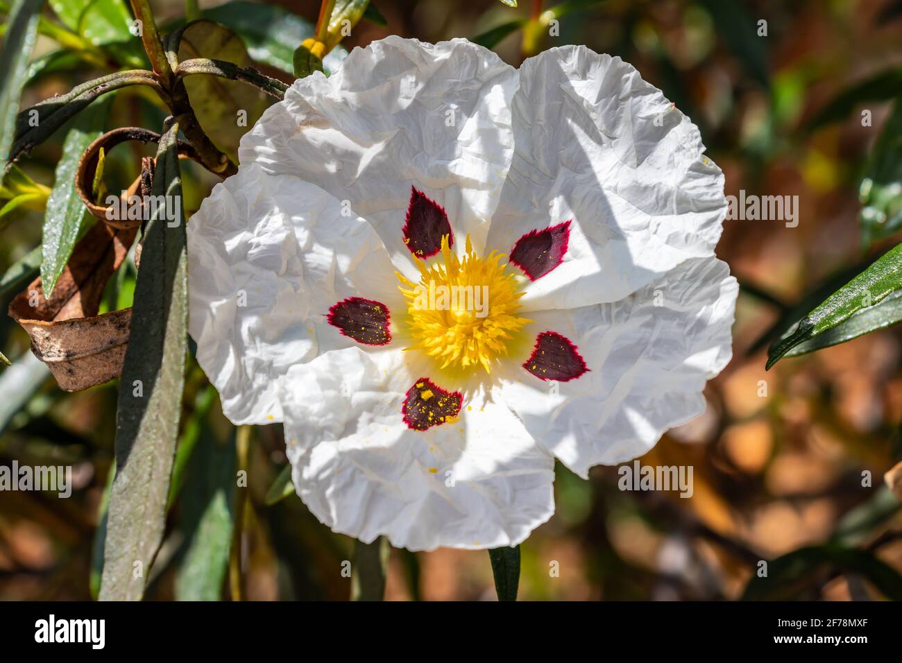 White rock-rose flowers with crimson markings Stock Photo - Alamy