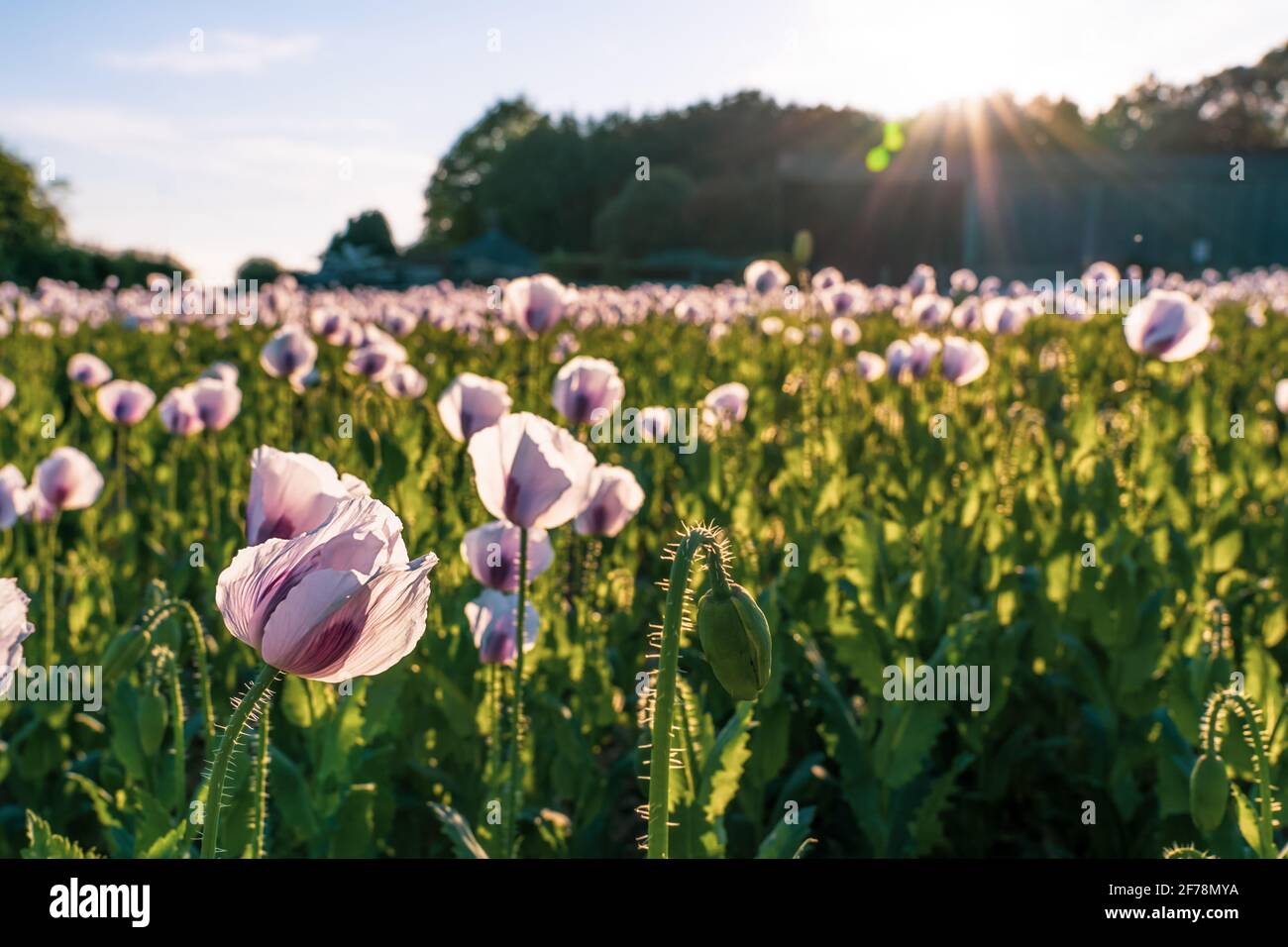 Pink Opium Poppy field in a rural landscape in sunny day. Selective ...