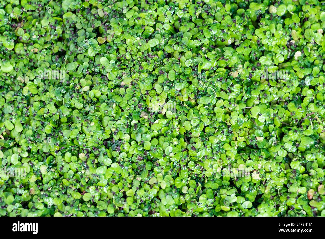 Lemna minor, the common duckweed or lesser duckweed, is a species of ...