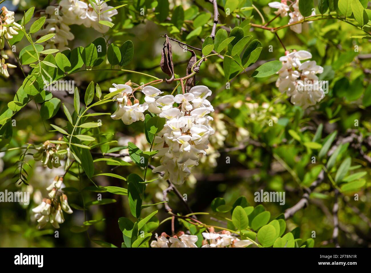Blossom of Robinia pseudoacacia, the false acacia, is a species of the ...