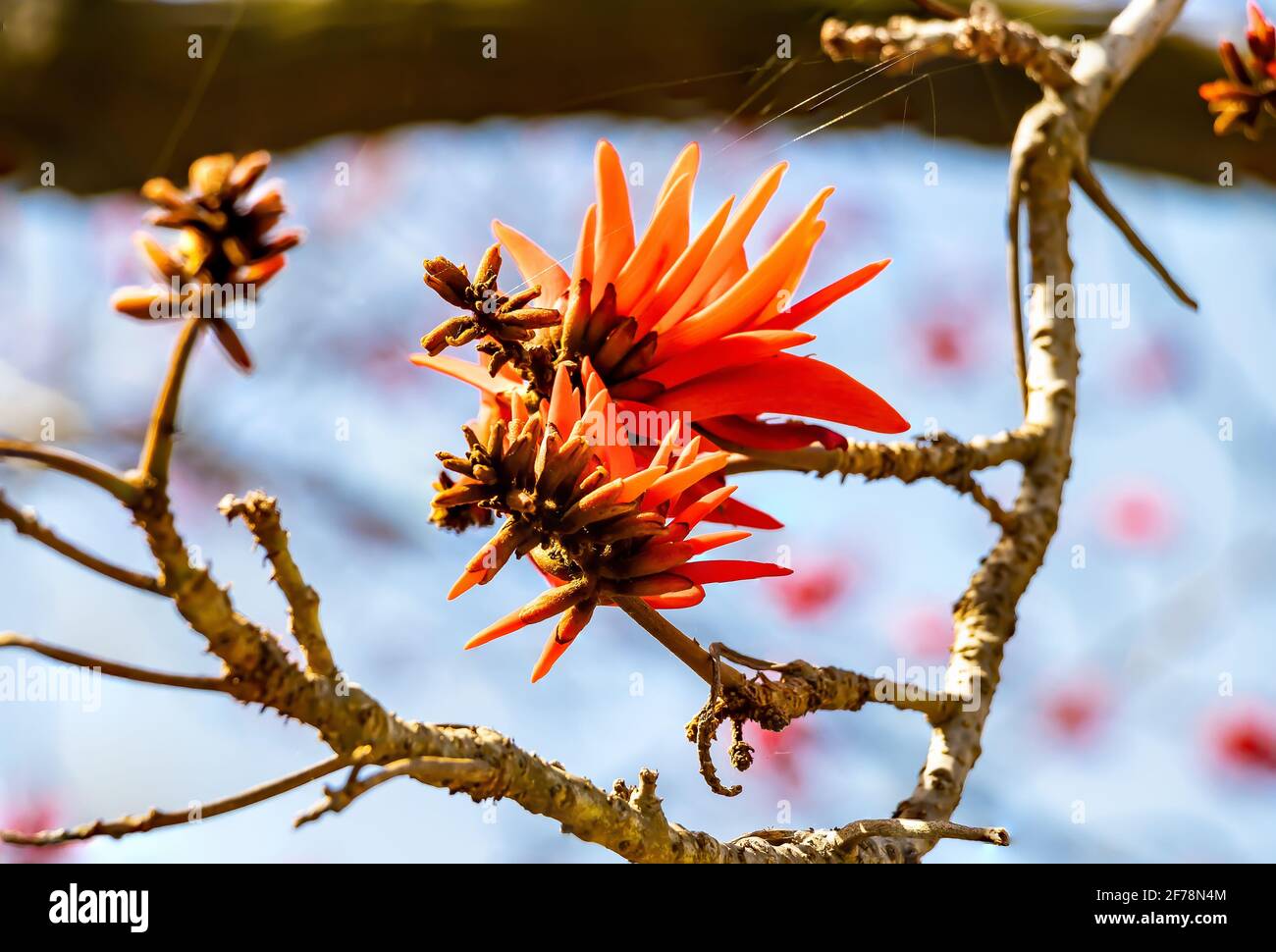 Erythrina caffra, the coast coral tree or African coral tree, is native ...