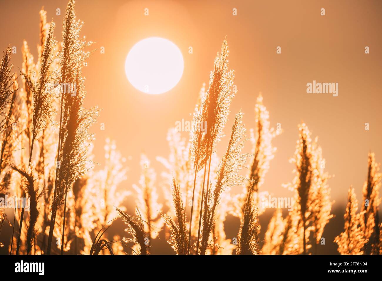 Beautiful Dry Grass In Sunset Sunlight. Sun Shining. Sunshine And Wild ...