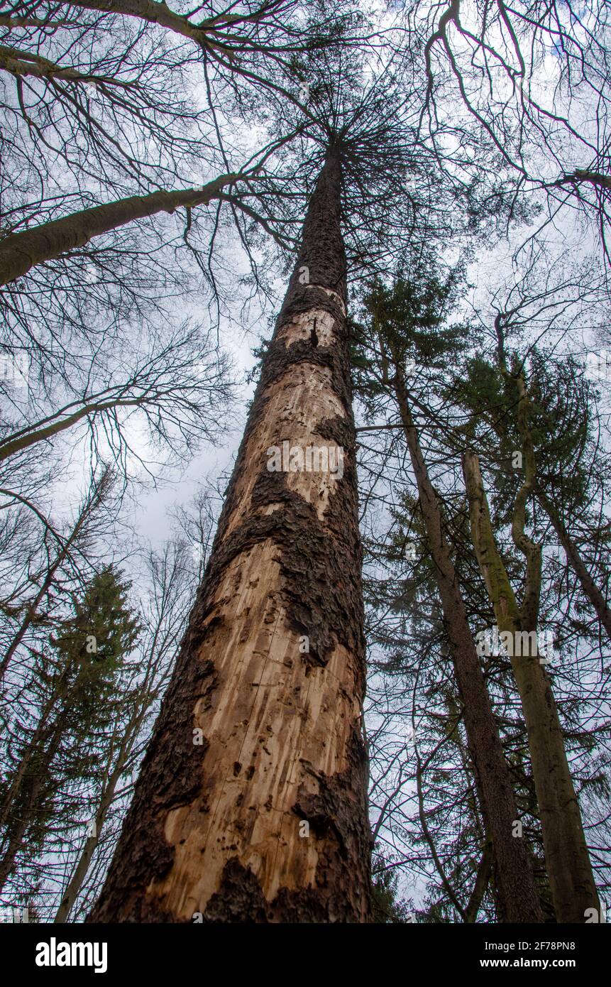 Spruce timber beetle hi-res stock photography and images - Alamy