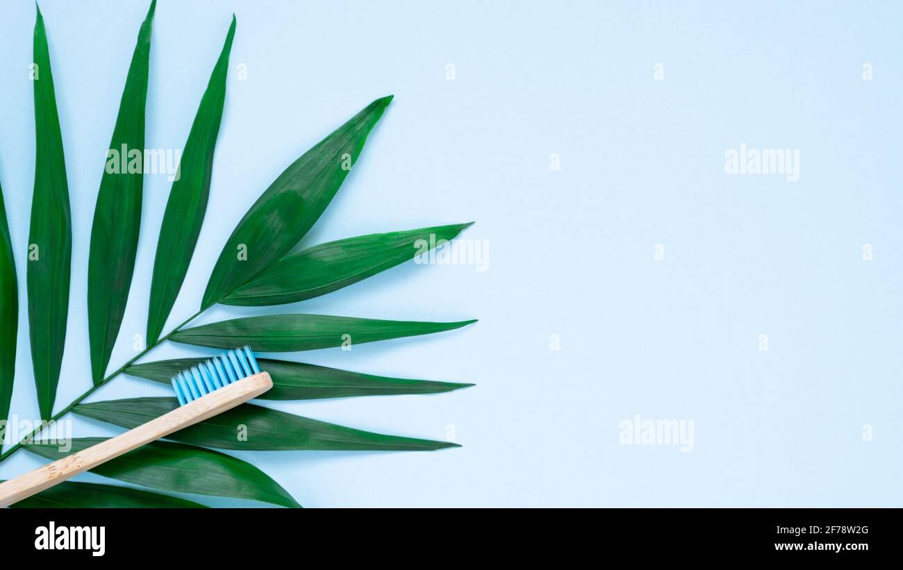 Eco-friendly bamboo toothbrush and green palm leave on pastel blue ...