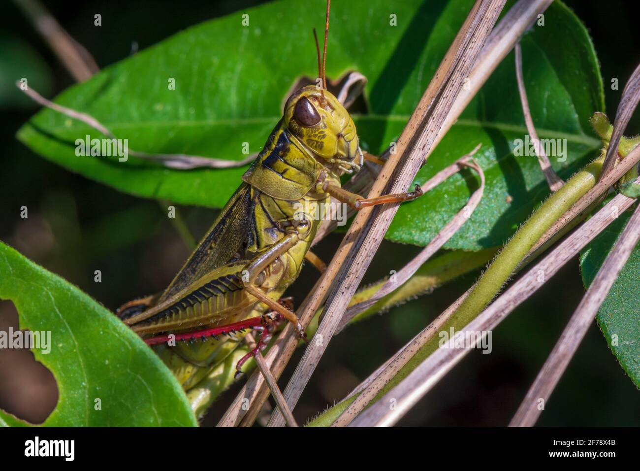Grasshopper Flying