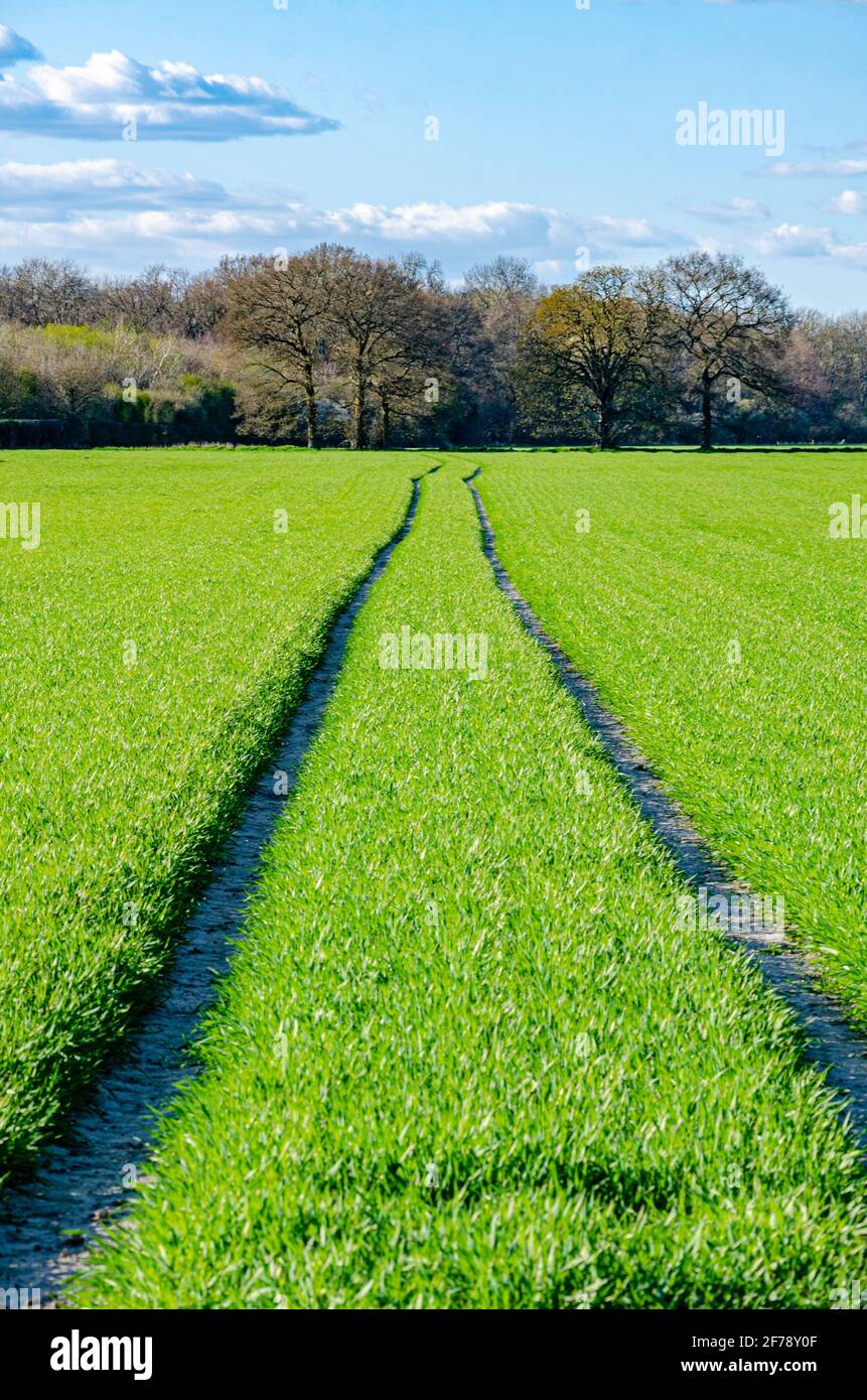 Green Fields Crops