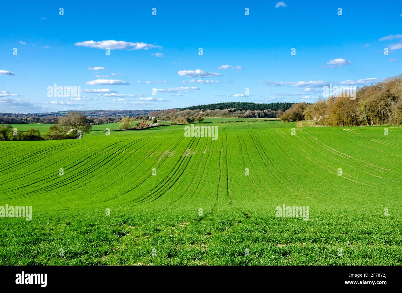 Vivid green crips growing in an undulating field in the Reading ...