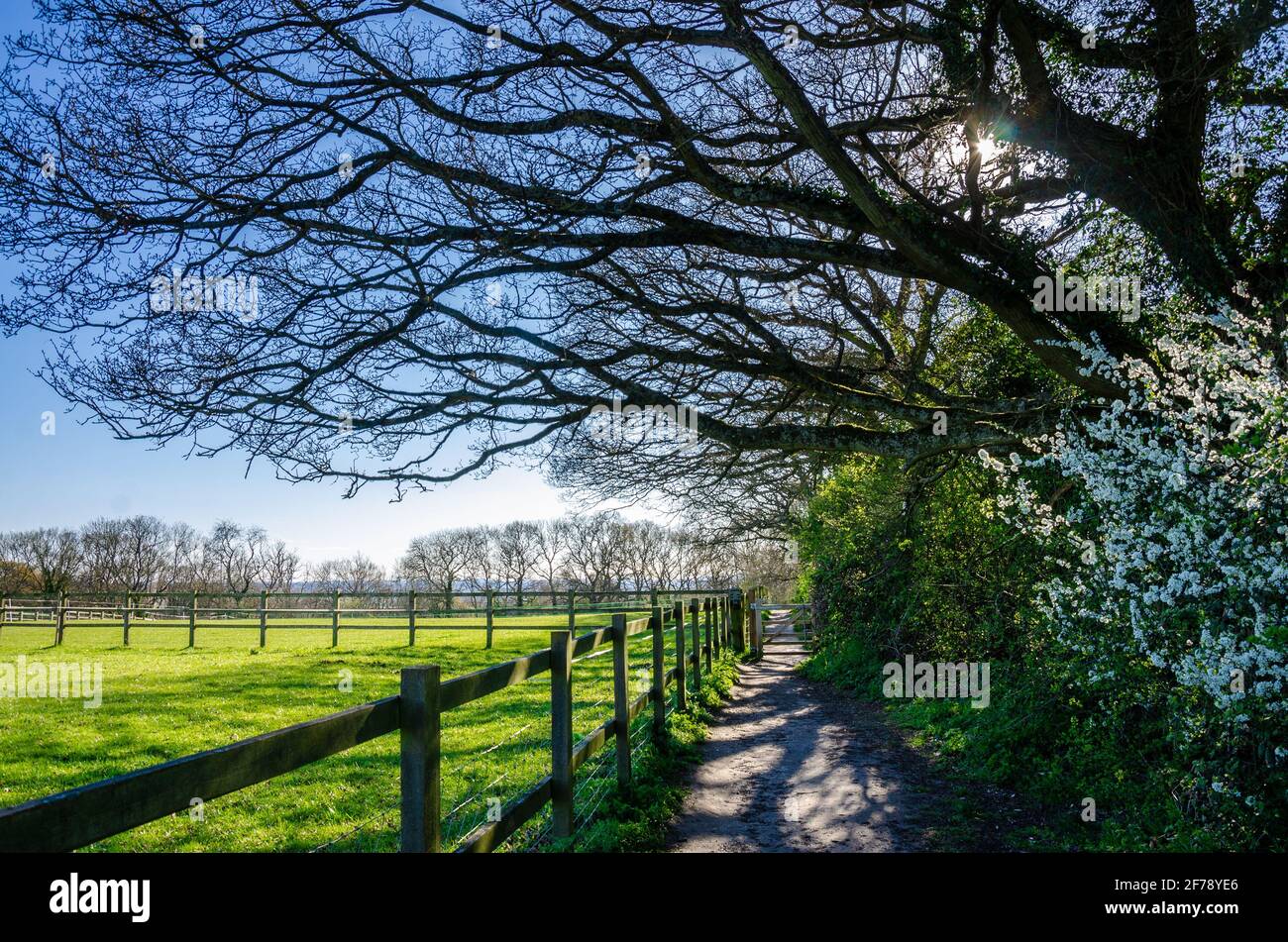 The canopy of a tree reaches over a footpath along the side of a field ...