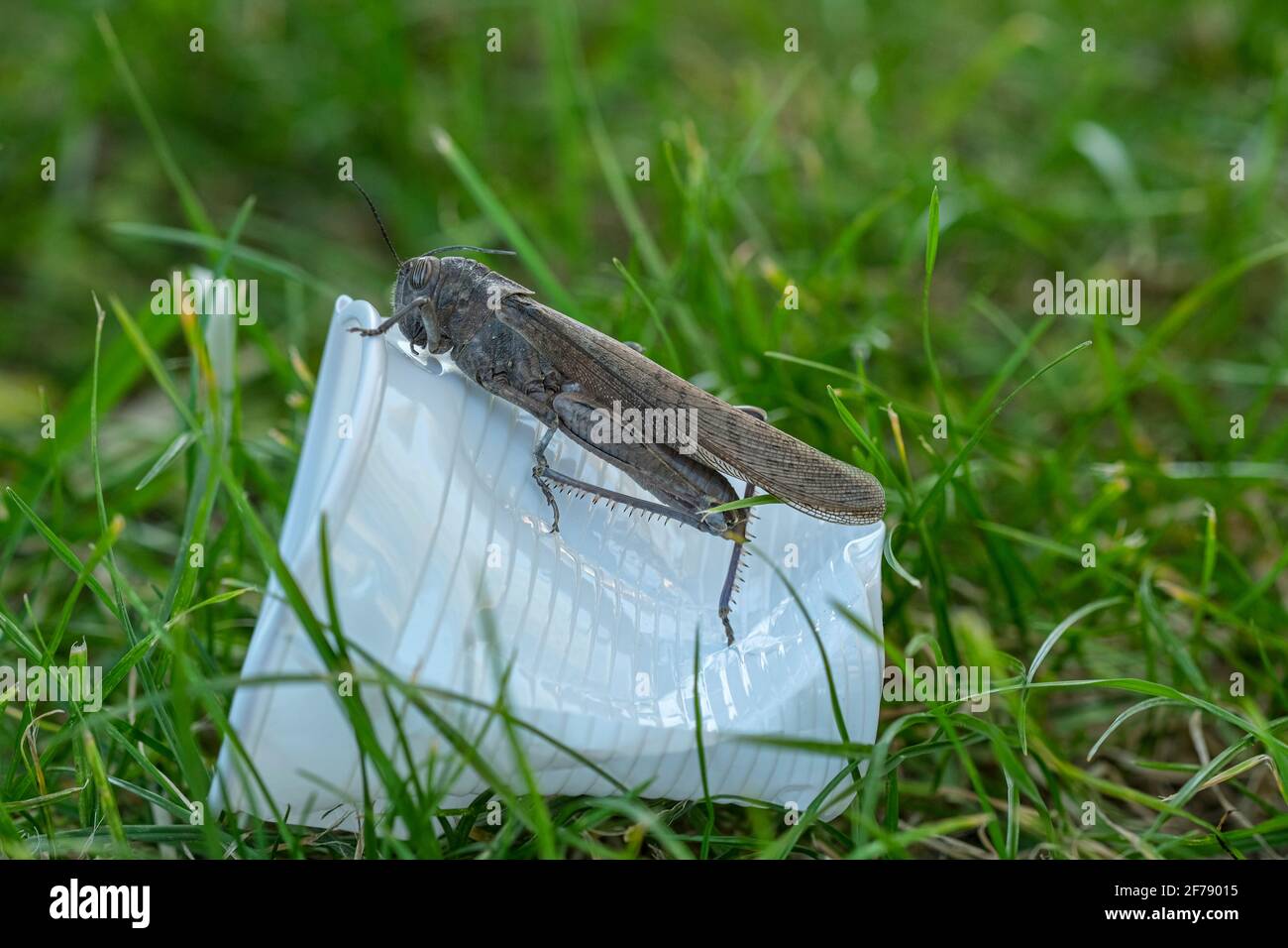 Wild locust living on discarded plastic glass garbage,animal habitat ...