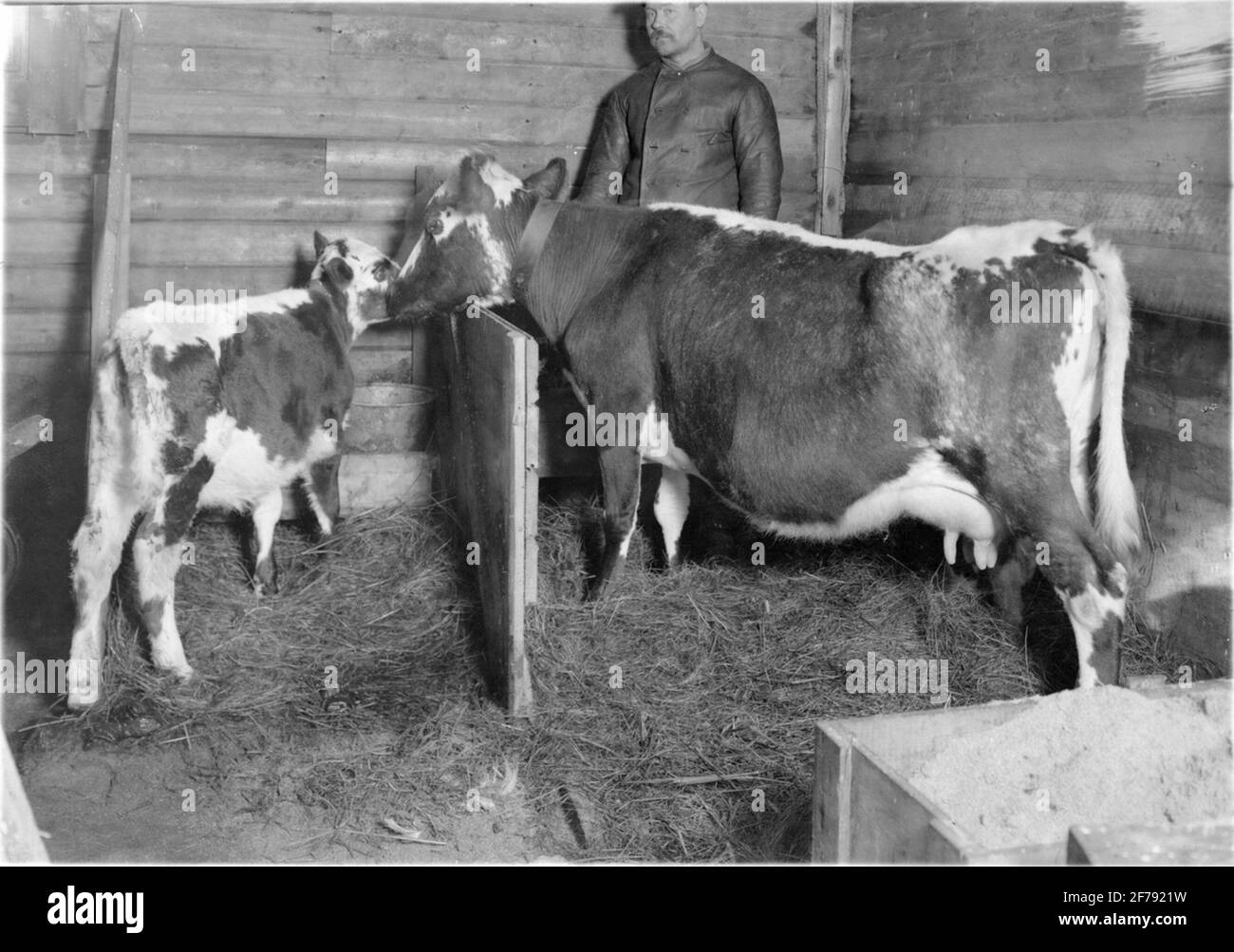 The sweat grape. The barn 1920. The Spetsbergen. Entered in 1931 Stock ...