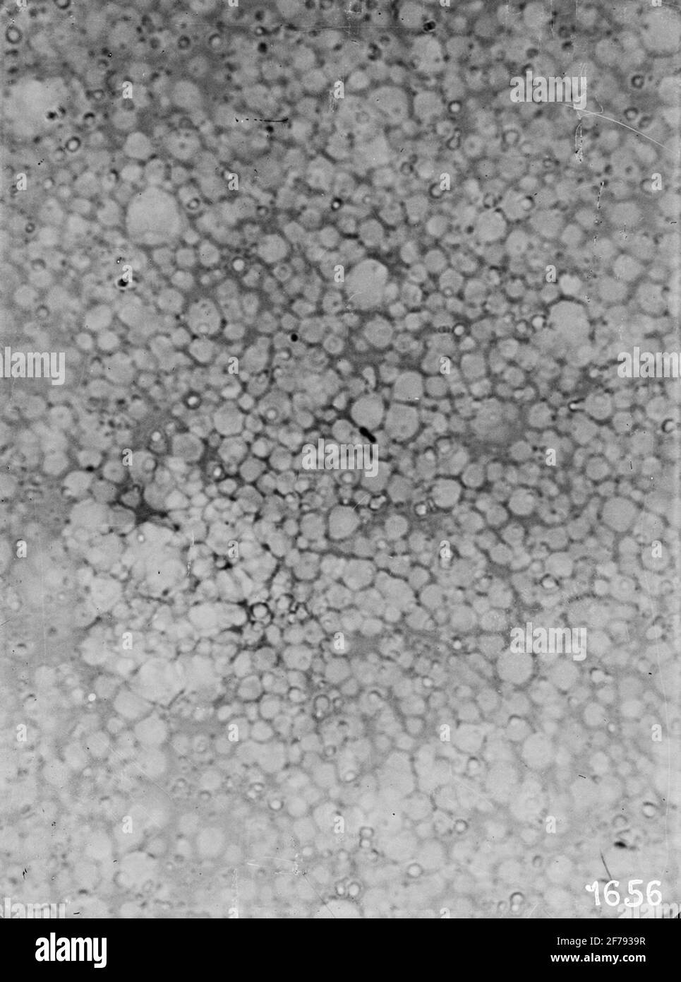 Food sample Black and White Stock Photos & Images - Alamy