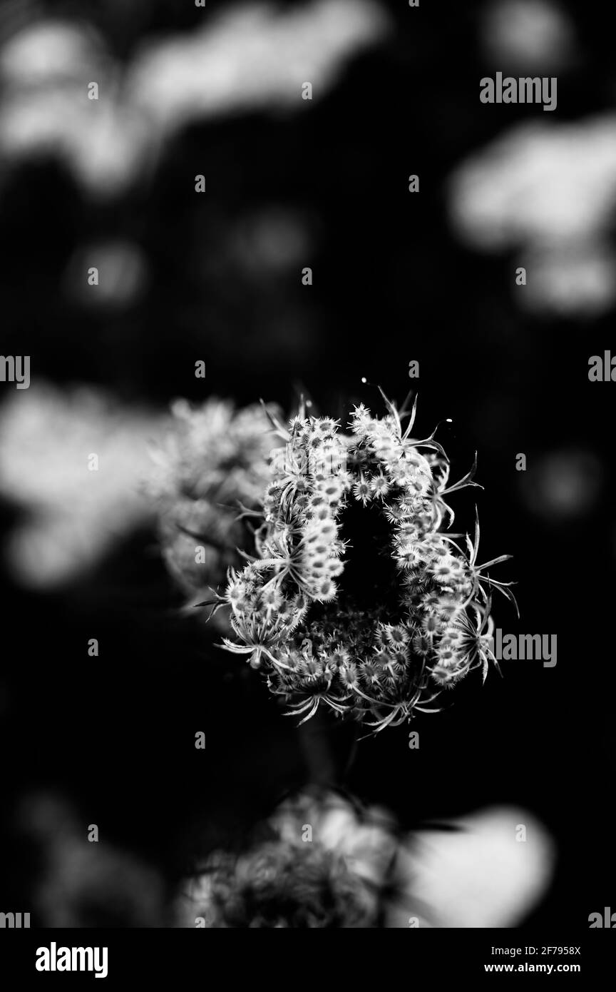 Cambridge art uk Black and White Stock Photos & Images - Alamy