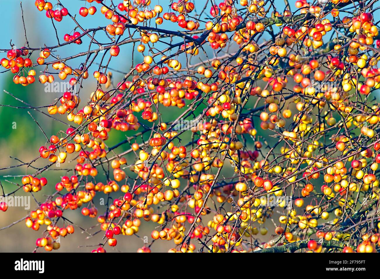 Fruiting Crabapple tree (Malus Stock Photo - Alamy