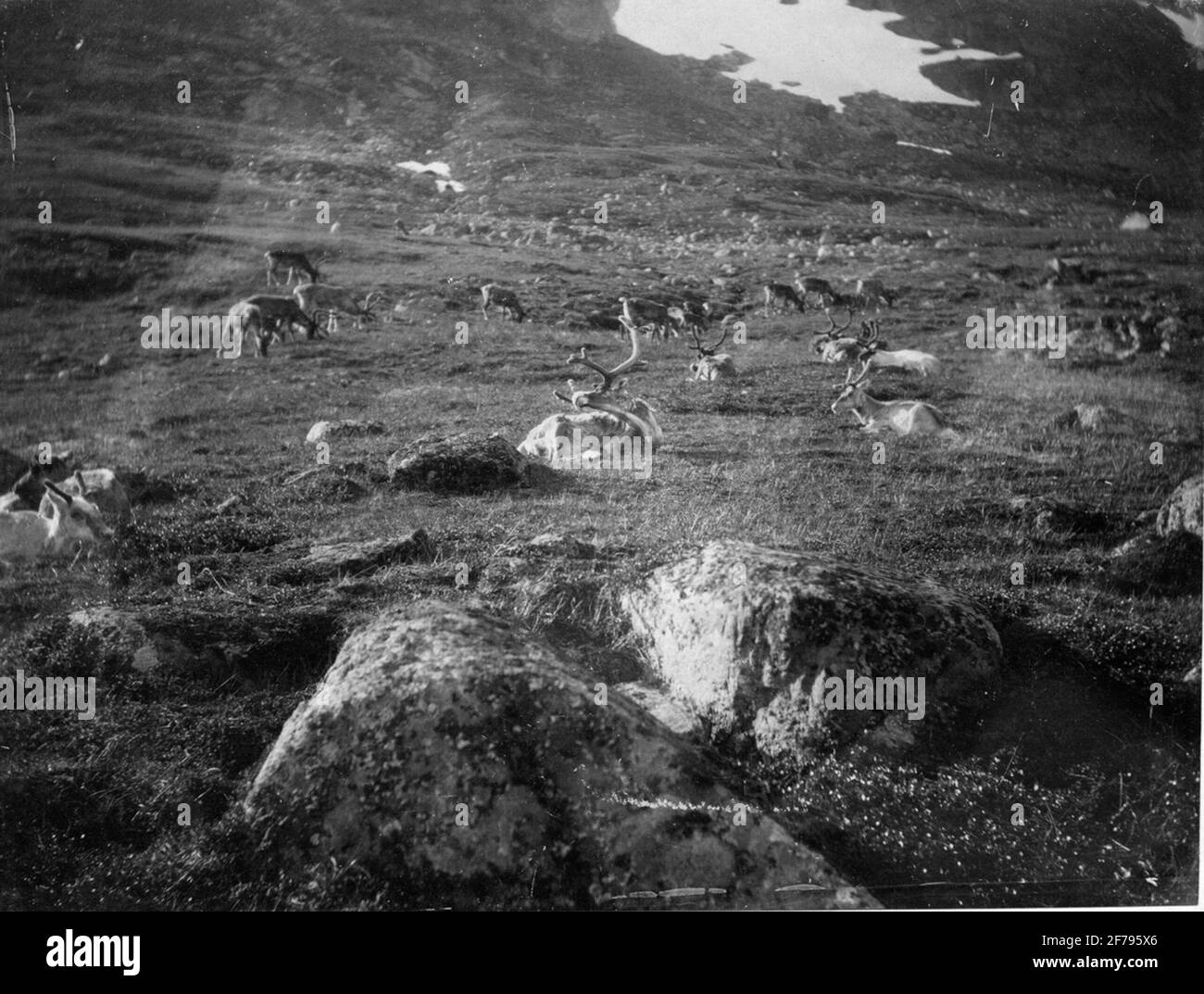 Sjangeli copper grapes in Lapland. Reindeer on bait near the Stelelfven ...