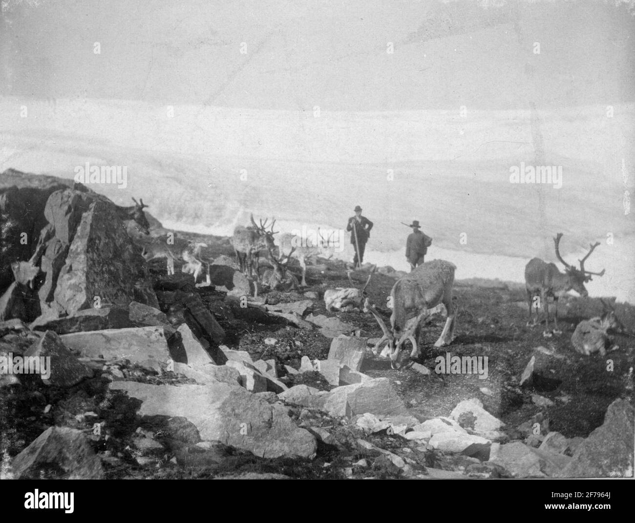 Sjangeli copper grapes in Lapland. Reindeer on bait near the Stelelfven ...