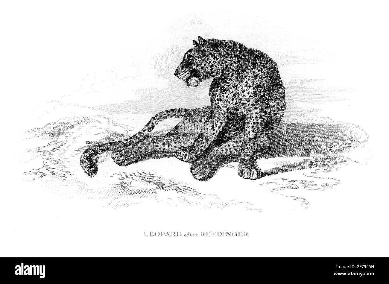 Engraved tropical wildlife Black and White Stock Photos & Images - Alamy