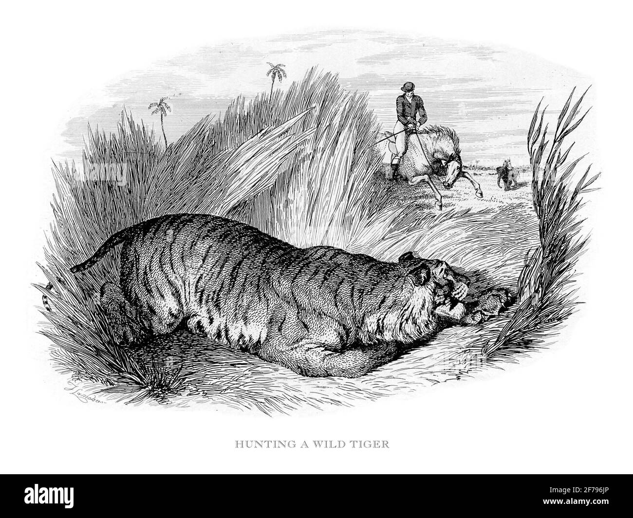 Wild cat nature in Cut Out Stock Images & Pictures - Alamy