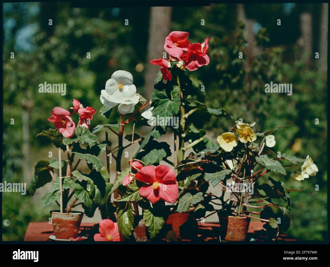 Luming hi-res stock photography and images - Alamy