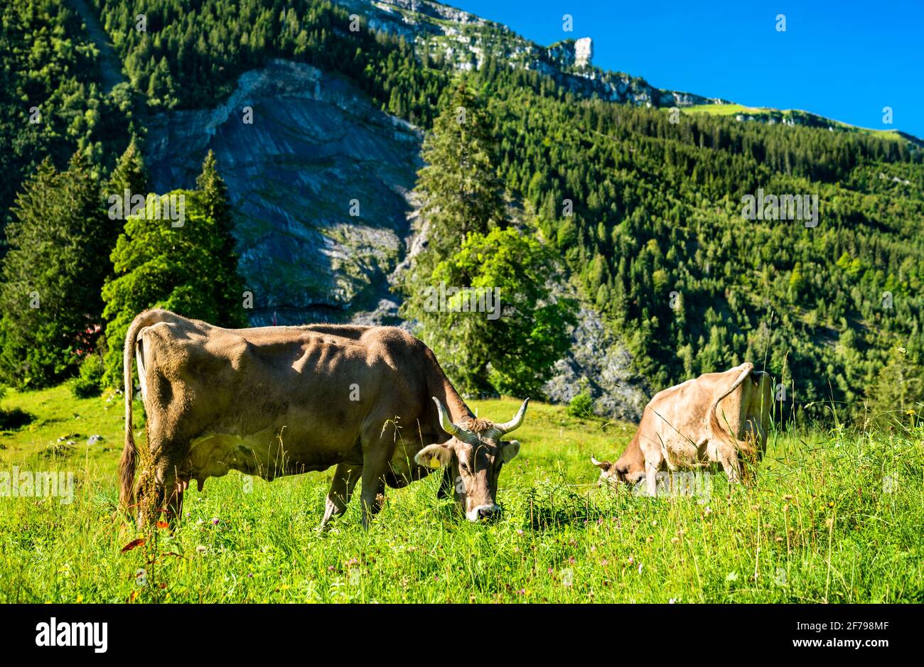 Grazing cows in the Swiss Alps Stock Photo - Alamy