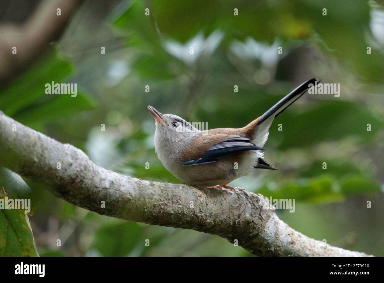 Kadoorie farm and botanic garden hi-res stock photography and images ...