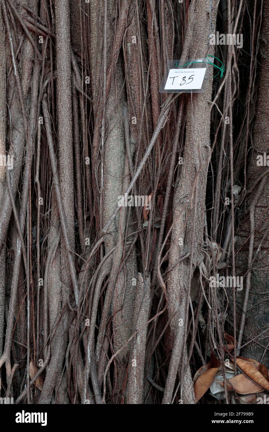 Rubber bush tree hi-res stock photography and images - Alamy