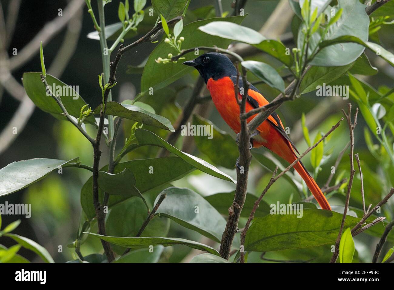 Scarlet Minivet (Pericrocotus speciosus), male perched among leaves,Mt ...