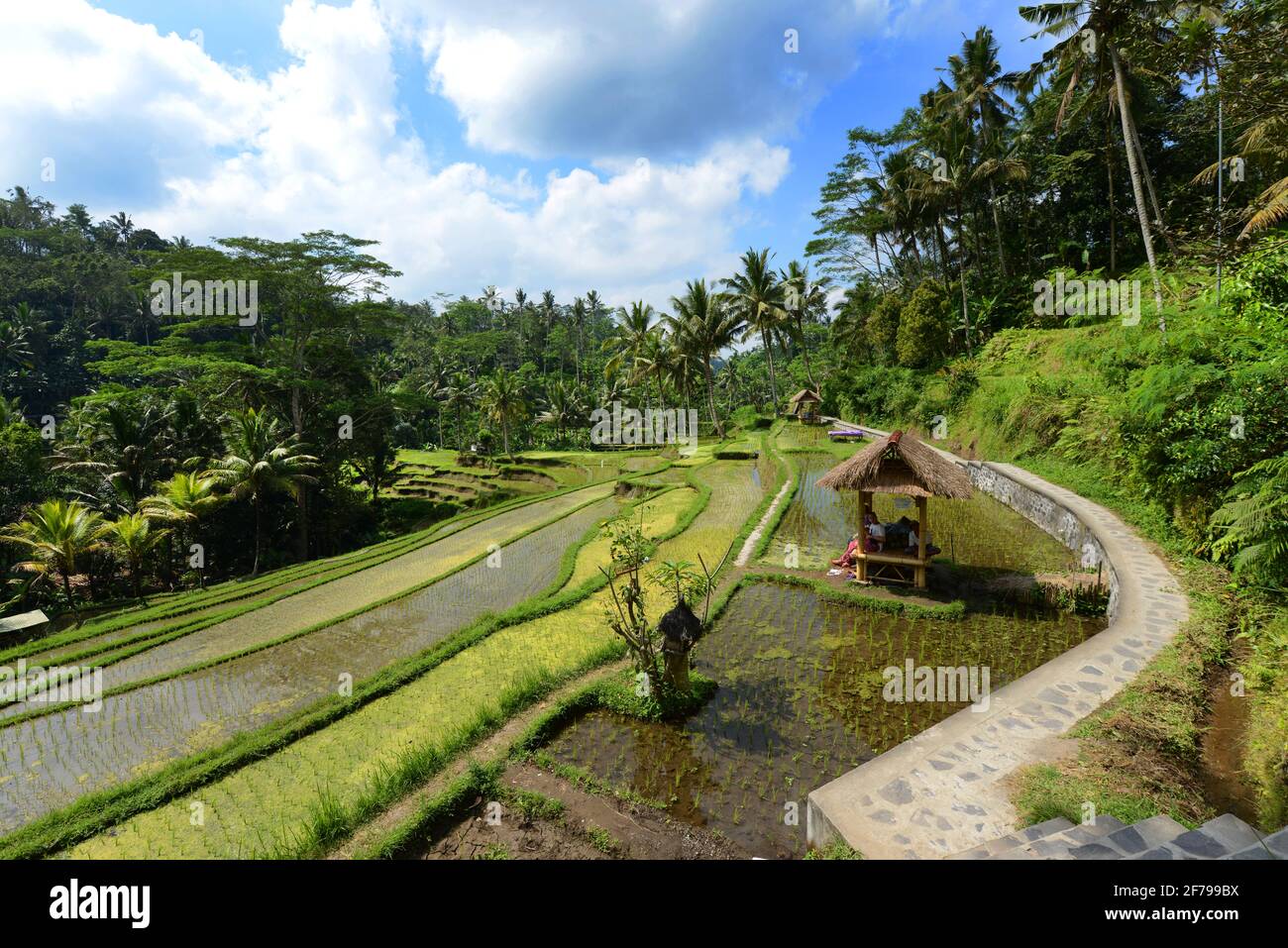 Rice fields near Gunung Kawi temple in Bali, Indonesia Stock Photo - Alamy