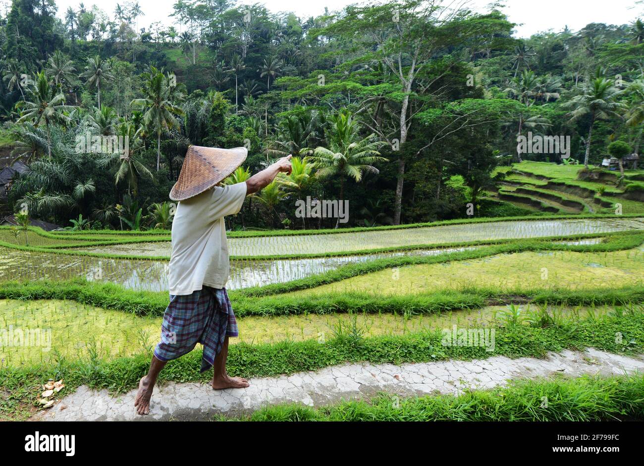 Rice fields near Gunung Kawi temple in Bali, Indonesia Stock Photo - Alamy