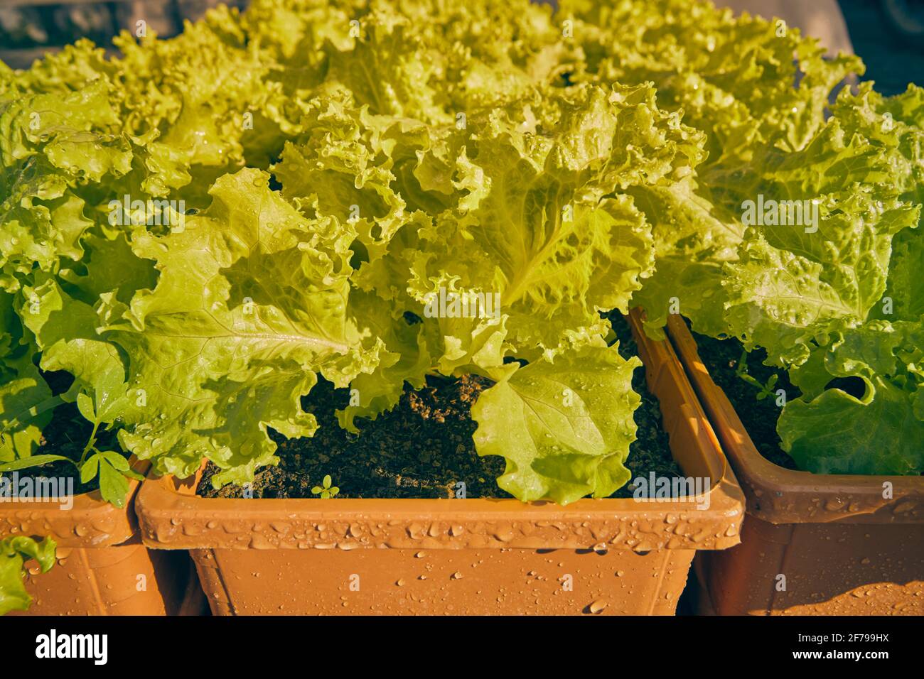 Fresh Green Lettuce and Water Drop and Soil in Long Plastic Plant Pot ...